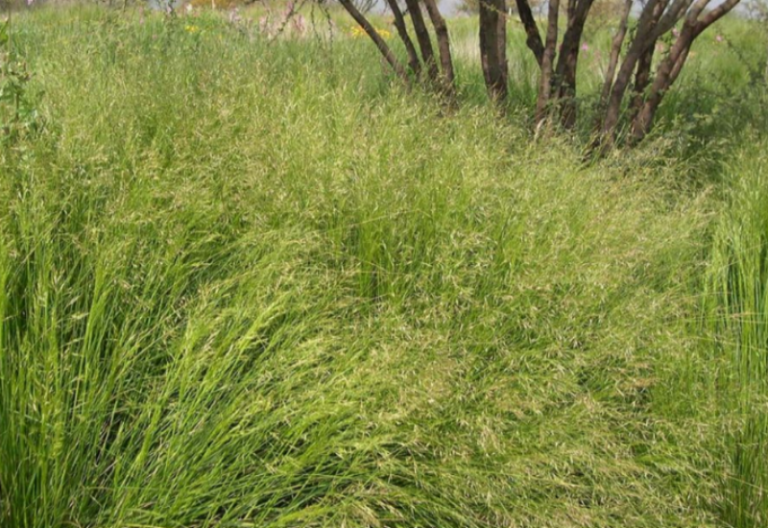 10 Common Native Grasses in Victoria, Australia - InsightWeeds
