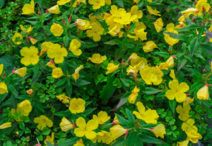 20 Common Weeds in Alabama and Ways To Get Rid of Them - InsightWeeds