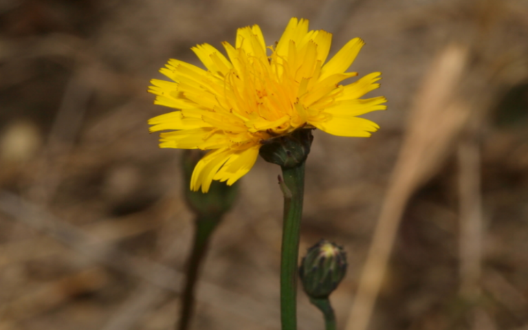 Weeds That Look Like Dandelions - InsightWeeds