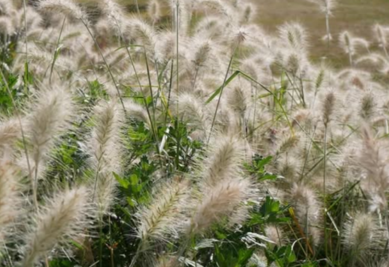 List of Weeds With a Fuzzy Top - InsightWeeds