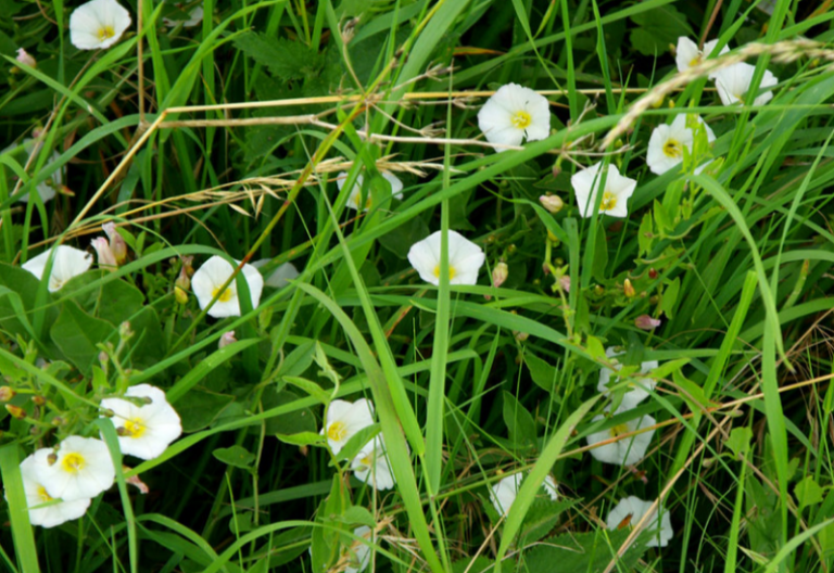 Convolvulus arvensis (Field Bindweed) - InsightWeeds