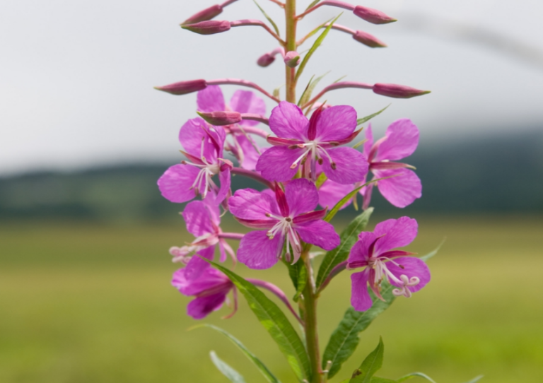 Chamaenerion angustifolium (Fireweed) - InsightWeeds
