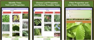 10 best tree identification apps for iOS and Android - InsightWeeds