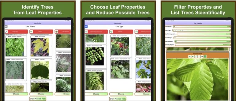 10 best tree identification apps for iOS and Android - InsightWeeds