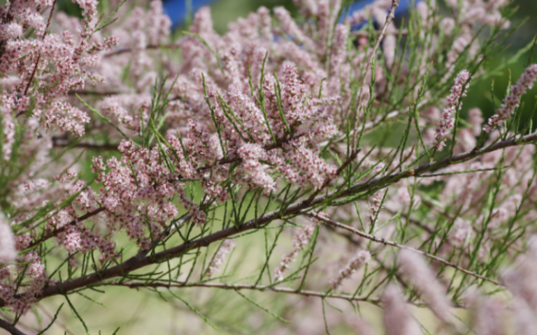 French Tamarisk (Tamarix gallica) - InsightWeeds