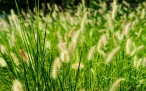 20 Common Weeds in Alabama and Ways To Get Rid of Them - InsightWeeds