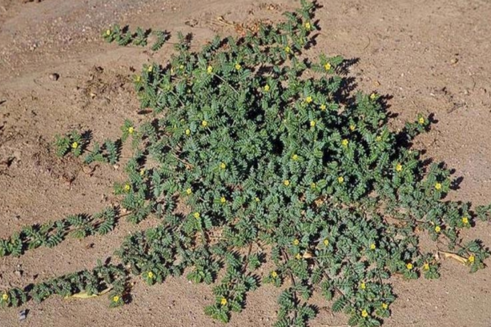 How to Get Rid of Goat Heads in Your Yard - InsightWeeds