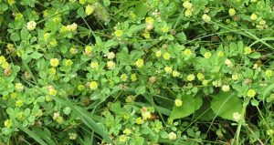20 common weeds with yellow flowers - InsightWeeds