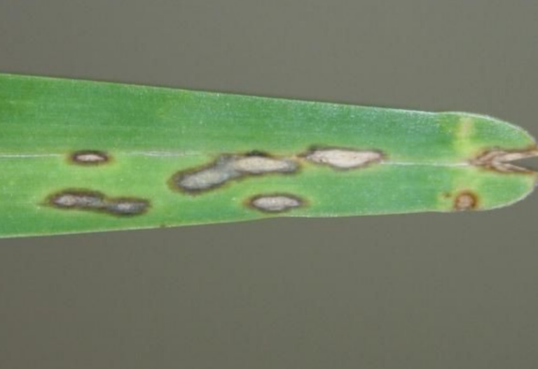 Gray Leaf Spot St Augustine