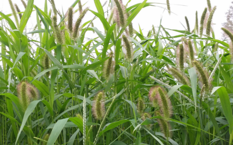 20 Common Weeds in Ontario, CA, With Pictures and Scientific Names ...