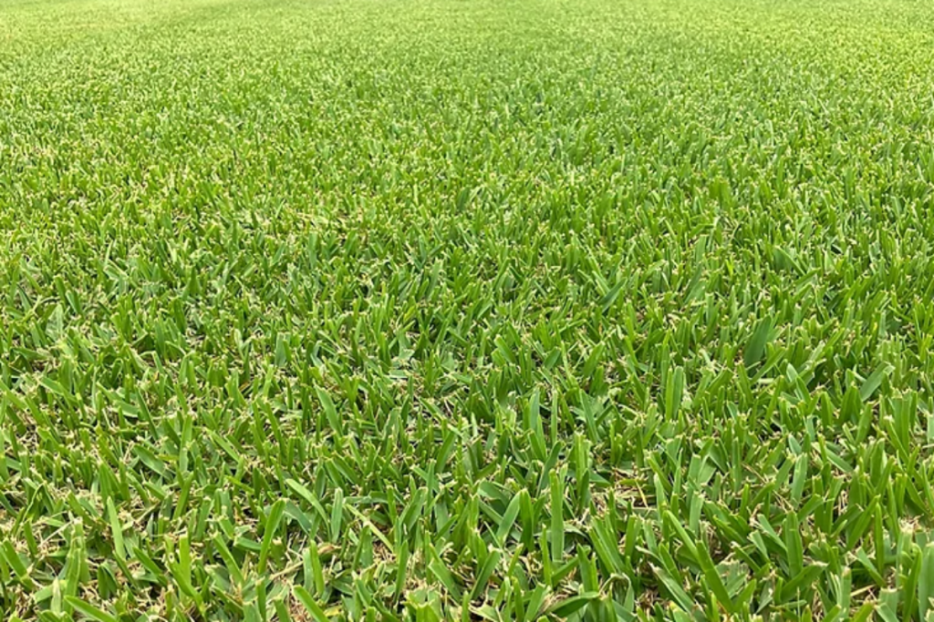 Greenlees Park Couch Turf: Everything You Should Know - InsightWeeds