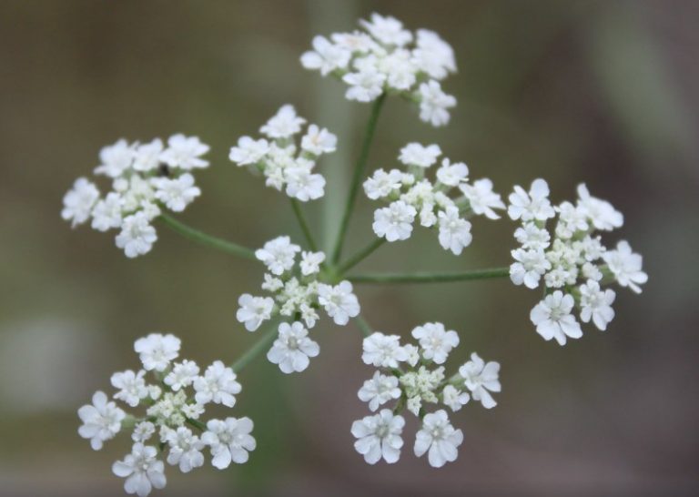 10 weeds that stick to your clothes - InsightWeeds