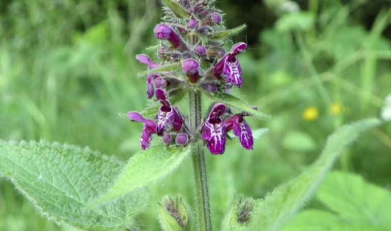 20 weeds with huge leaves you may find in your garden - InsightWeeds