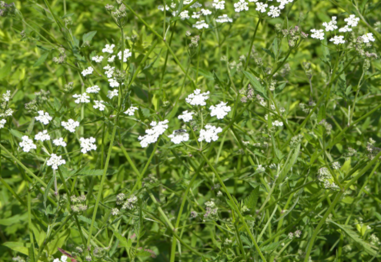 Torilis arvensis (Hedge Parsley) - InsightWeeds