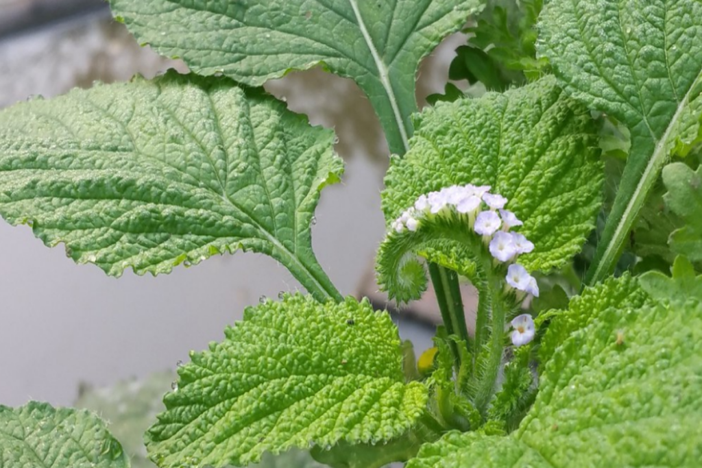 Heliotropium Indicum (Indian Heliotrope) - InsightWeeds