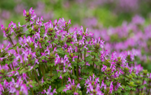 20 Most Common Weeds in Texas - InsightWeeds