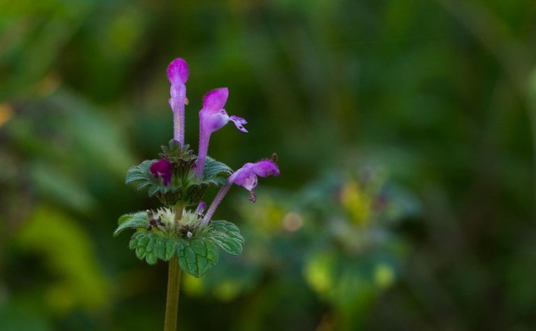 10 common weeds with purple flowers - InsightWeeds