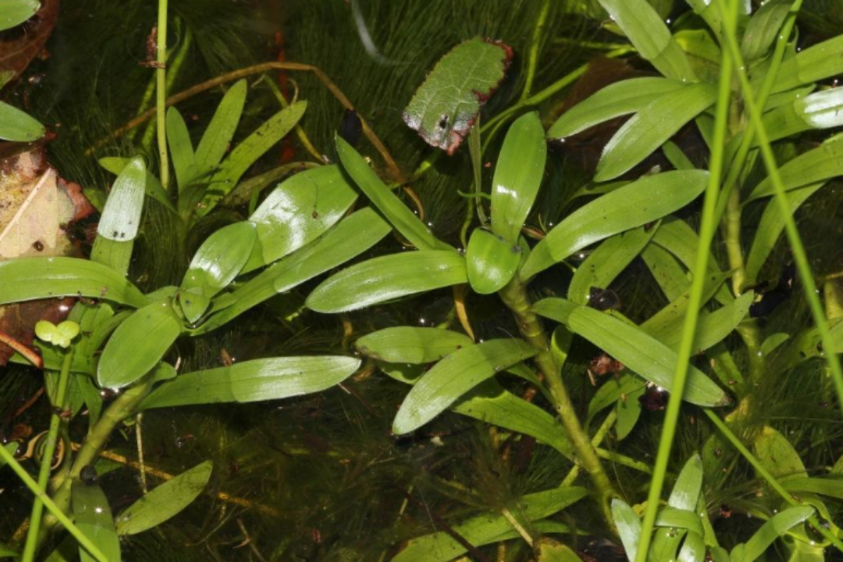Heteranthera zosterifolia (Star Grass) - InsightWeeds