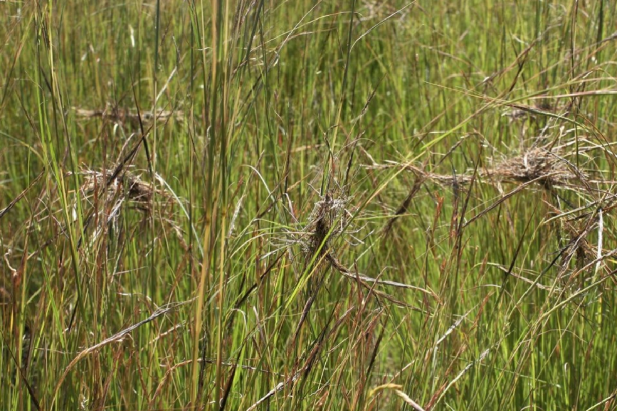 Heteropogon contortus (Spear grass) - InsightWeeds