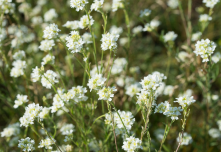 15 Common Weeds in Minnesota With Control Methods - InsightWeeds