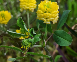 List of Weeds That Look Like Clover - InsightWeeds