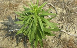 Broadleaf weeds identification: common types with images - InsightWeeds