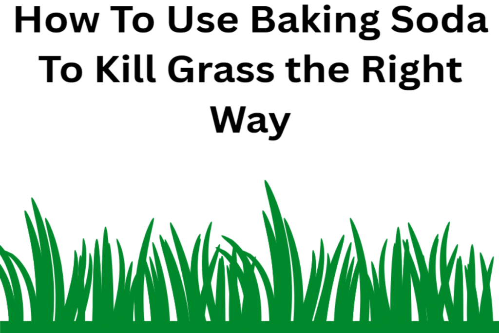 How To Use Baking Soda To Kill Grass the Right Way - InsightWeeds