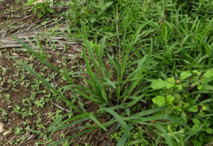 Eleusine indica (Indian Goosegrass) - InsightWeeds
