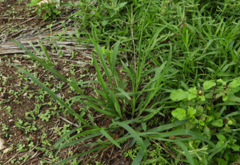 Eleusine indica (Indian Goosegrass) - InsightWeeds