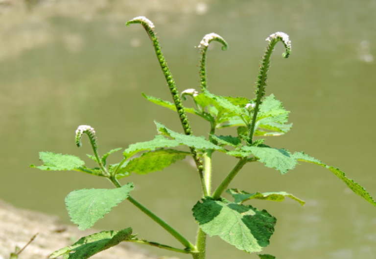 Heliotropium Indicum (Indian Heliotrope) - InsightWeeds