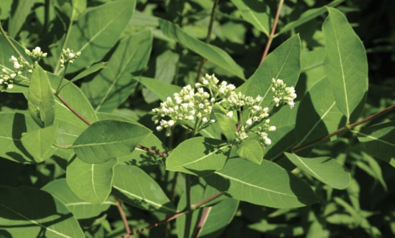 15 tall weeds with thick stalks you may find in your garden - InsightWeeds