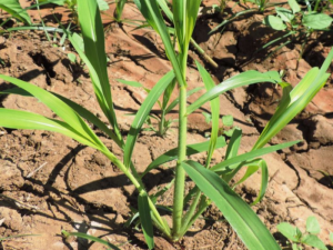 30 Common Weeds in Nigeria, their Botanical Names, and Pictures ...