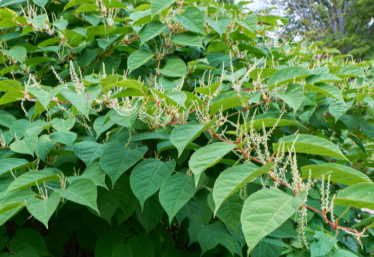 20 Common Weeds in Kentucky: Pictures and Elimination Techniques ...