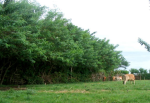 Gliricidia sepium (Kakawate) - InsightWeeds