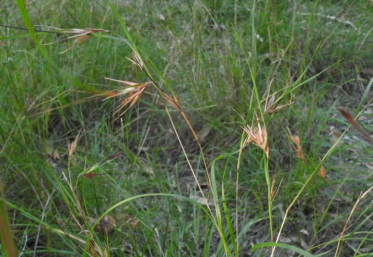 10 Common Native Grasses in Victoria, Australia - InsightWeeds