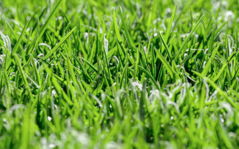 Different Types of Kikuyu Grass (With Images) - InsightWeeds