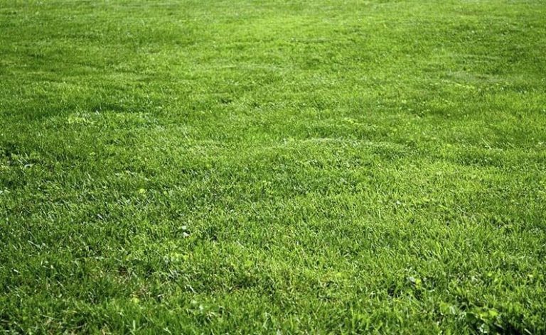 9 types of lawn grass in Australia (with pictures) - InsightWeeds