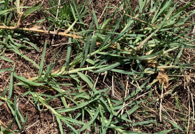 Cenchrus clandestinus (Kikuyu grass) - InsightWeeds