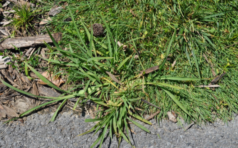 List of Weeds You’re Likely to Find in Georgia, USA - InsightWeeds