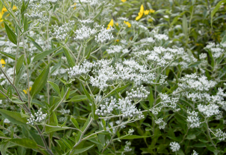 20 Most Common Weeds in Texas - InsightWeeds