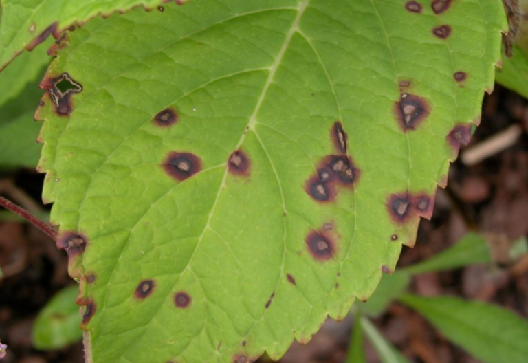 Common Plant Leaf Diseases And Their Treatment (With Photos) - InsightWeeds
