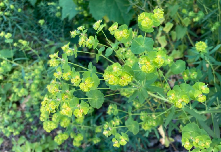 20 Common Weeds in Alberta, CA, You’re Likely to Find in Your Garden ...