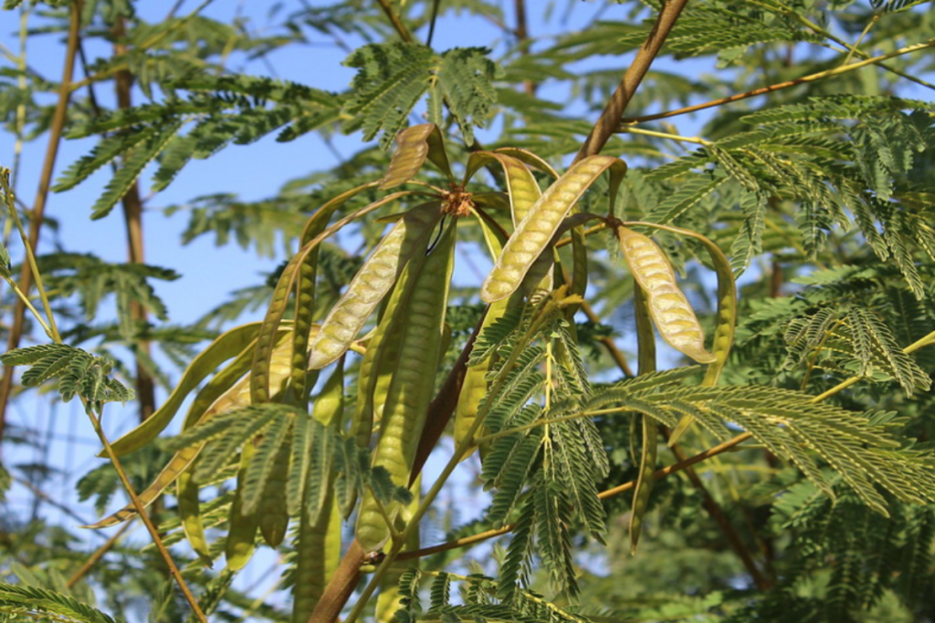Leucaena leucocephala (Ipil-ipil, River Tamarind) - InsightWeeds