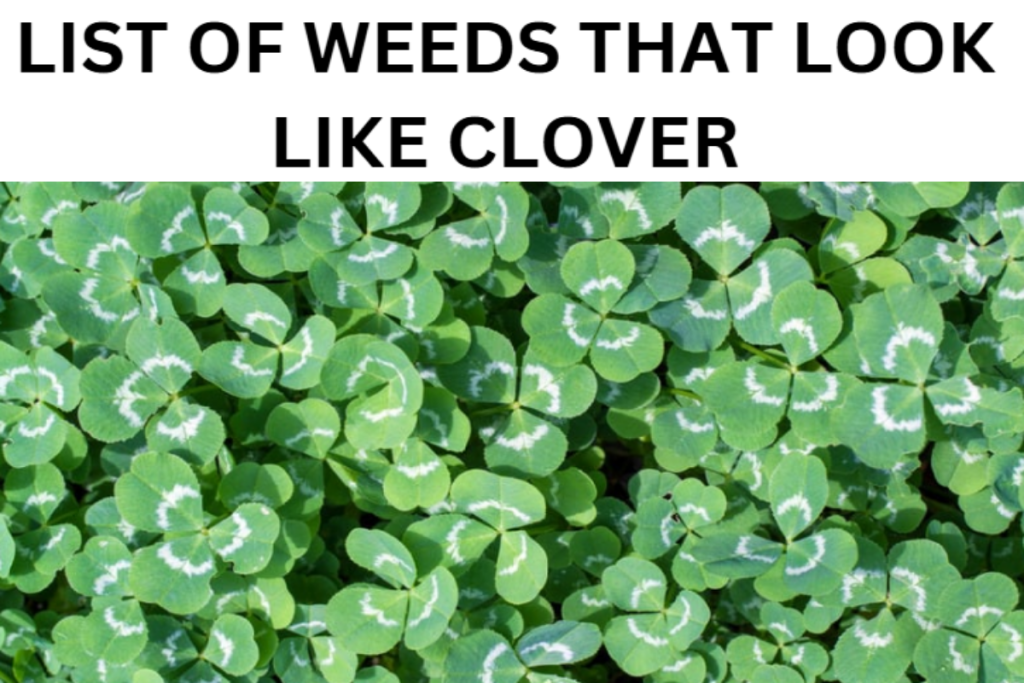 Weed types and identification by photos - InsightWeeds