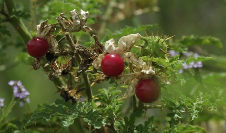 5 weeds that look like tomato plants - InsightWeeds