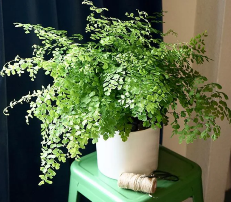 20 Non-Flowering House Plants That Still Look Great - InsightWeeds