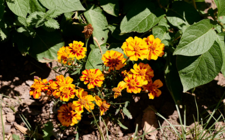 Natural Plants That Repel Snails and Slugs From Your Vegetable Garden ...