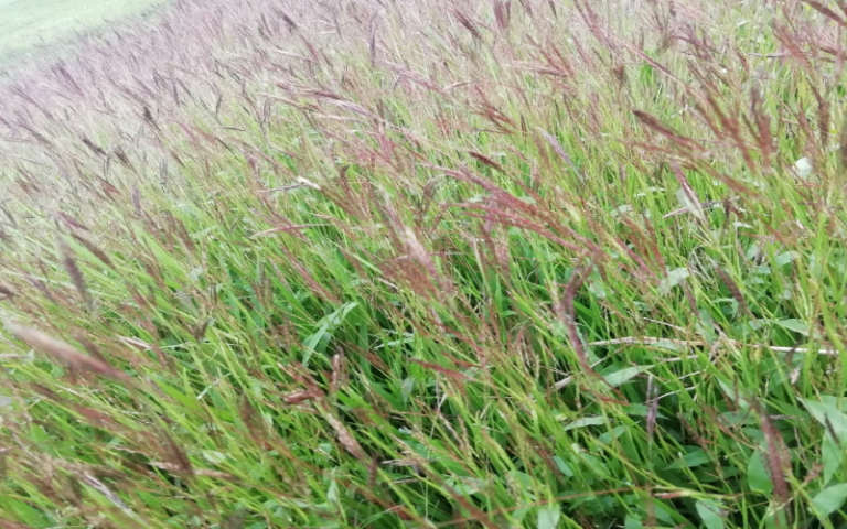 Dichanthium Annulatum (Marvel Grass, Jinjwa Grass, Diaz Bluestem ...