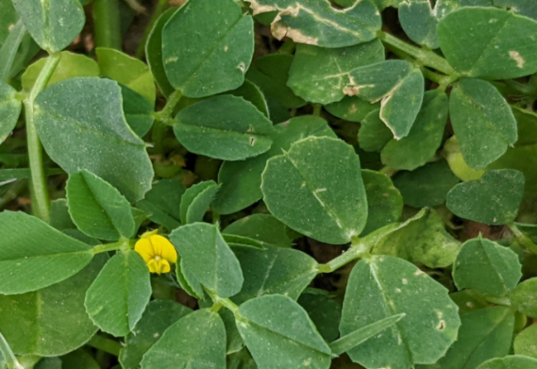 List of Weeds That Look Like Clover - InsightWeeds