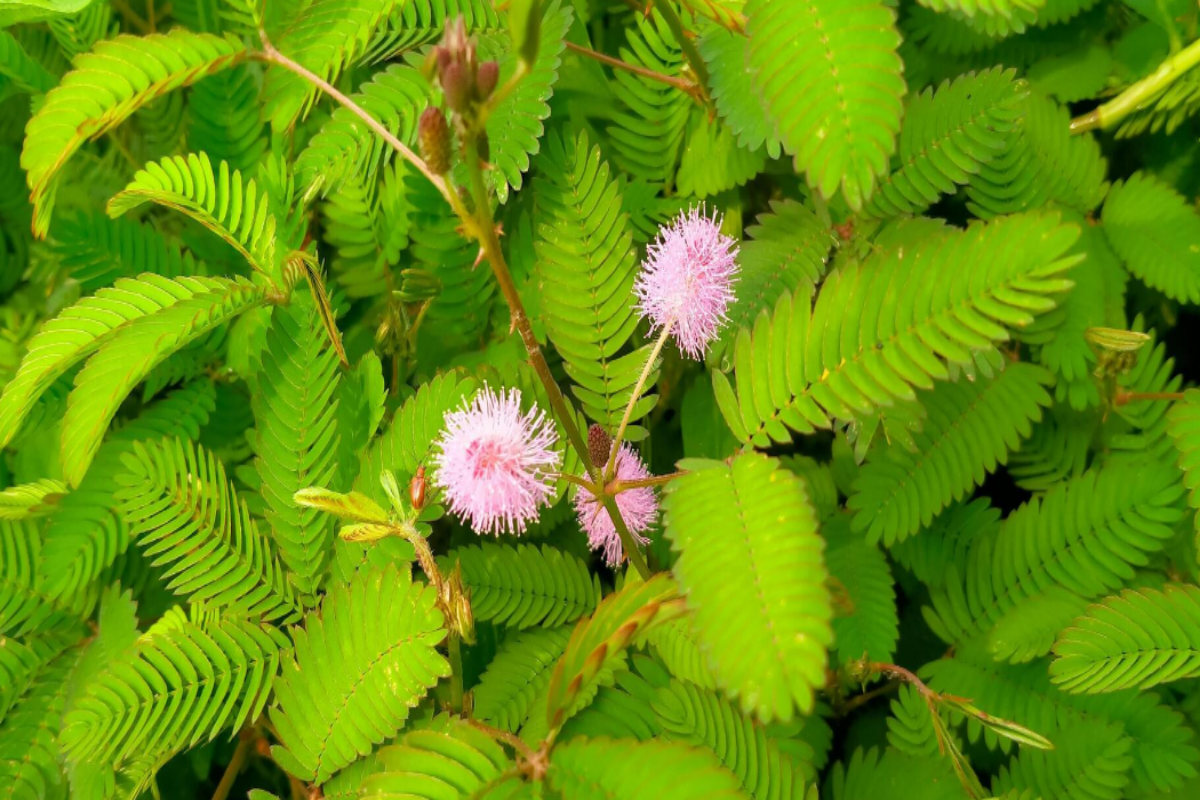 Mimosa Pudica (Touch-Me-Not, Shameplant, Sensitive Plant) - InsightWeeds